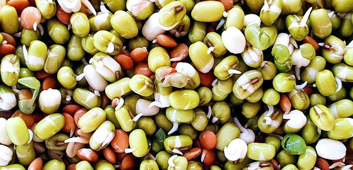 Prótinblanda til spírunar, mung og linur 500g – Ecospíra - Ábót íslensk ...